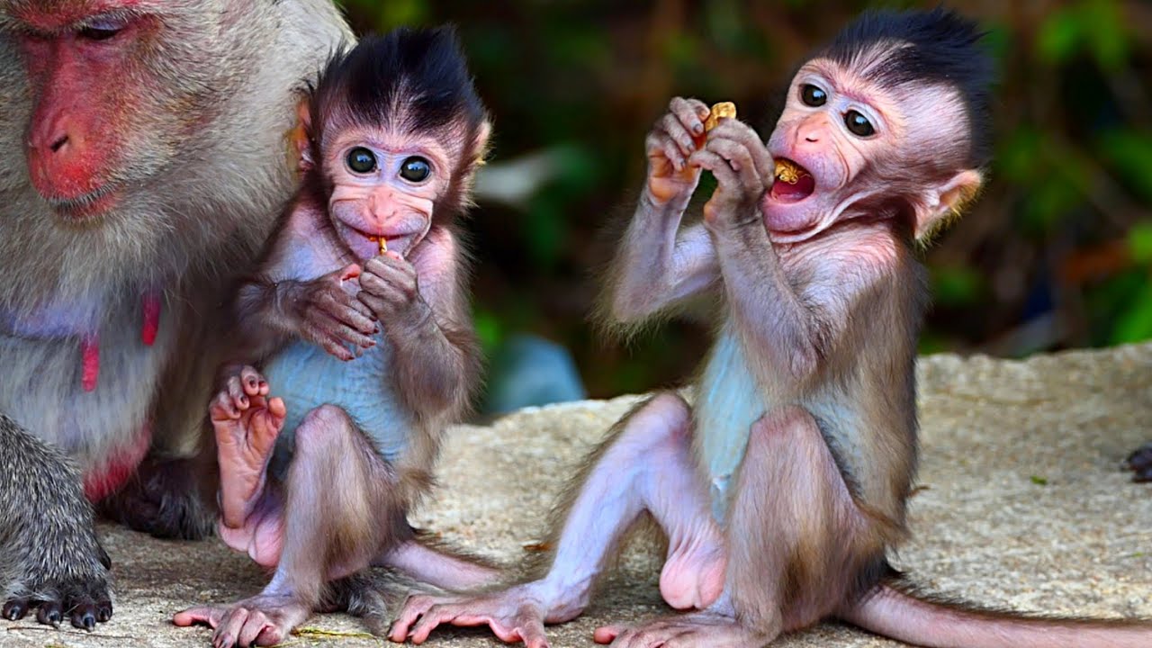 Very adorable monkey babie play nearly mama, Wild Monkey Family - YouTube