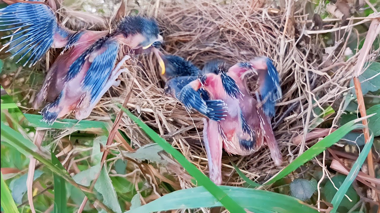 Cuckoo baby tries to go inside after coming out of the nest in ...