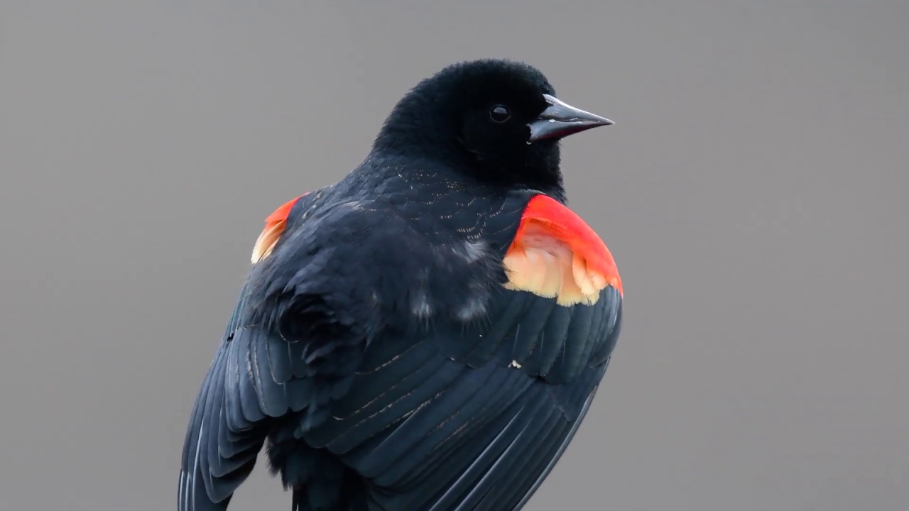 Red-winged Blackbird Singing - YouTube