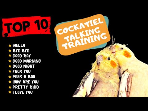 Top 10 Cockatiel Talking Traning, Teach Your Cockatiel to Talk, Cockatiel Talking Practice