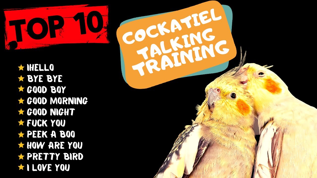 Top 10 Cockatiel Talking Traning, Teach Your Cockatiel to Talk ...