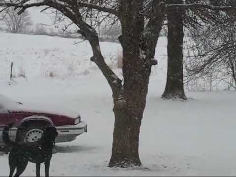 My dog chasing a squirrel around a tree - YouTube