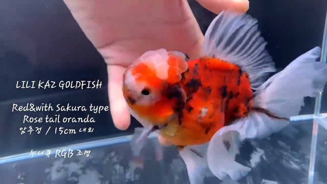 LILI GOLDFISH KAZ Red&with Sakura type 암추정 / 15cm 내외 - YouTube