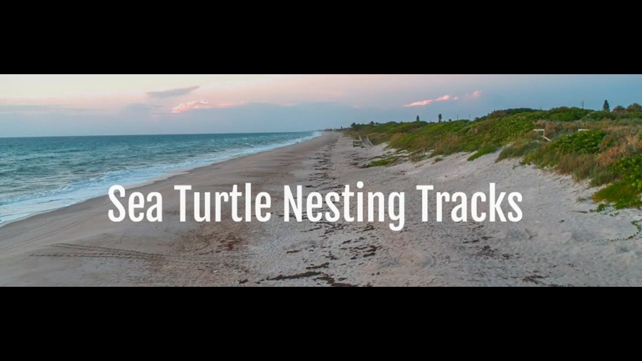 Sea Turtle Nesting Tracks - YouTube