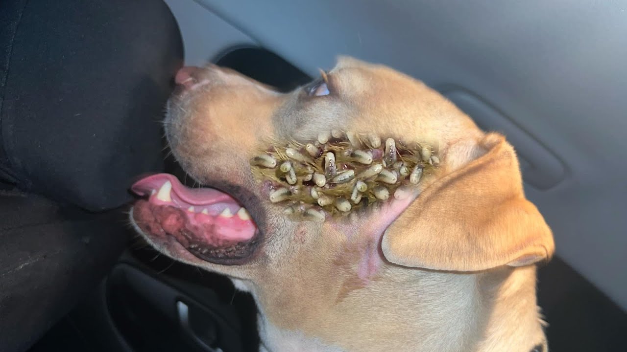 Mangoworm Removal Compilation, Rescue Dog Mangoworms, Vet Mangoworm ...