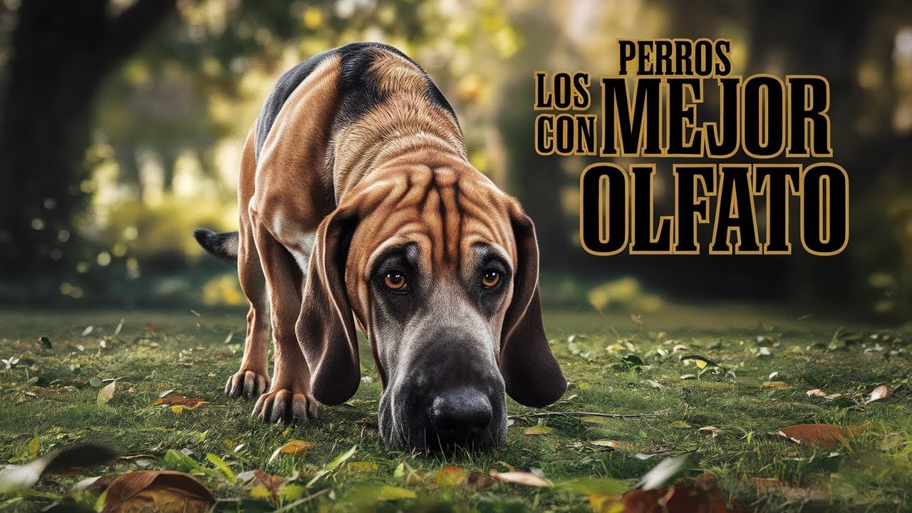 Increíbles perros con un sentido del olfato impresionante - YouTube