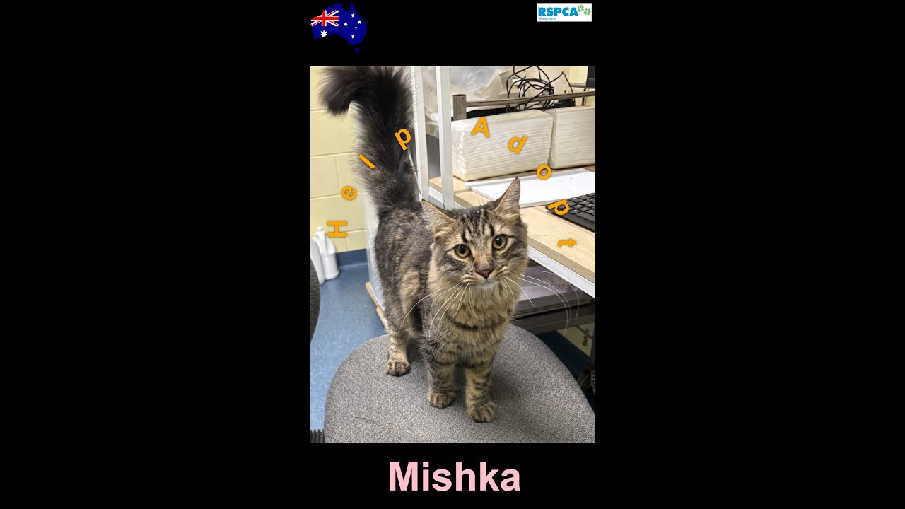 🐾Mishka has been adopted! Cat / Australia / Kingaroy / RSPCA Queensland ...