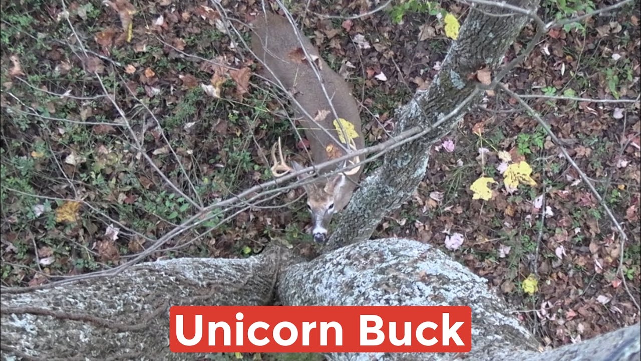UNICORN BUCK comes to the base of my tree | Public Land | TINE RIGHT ...