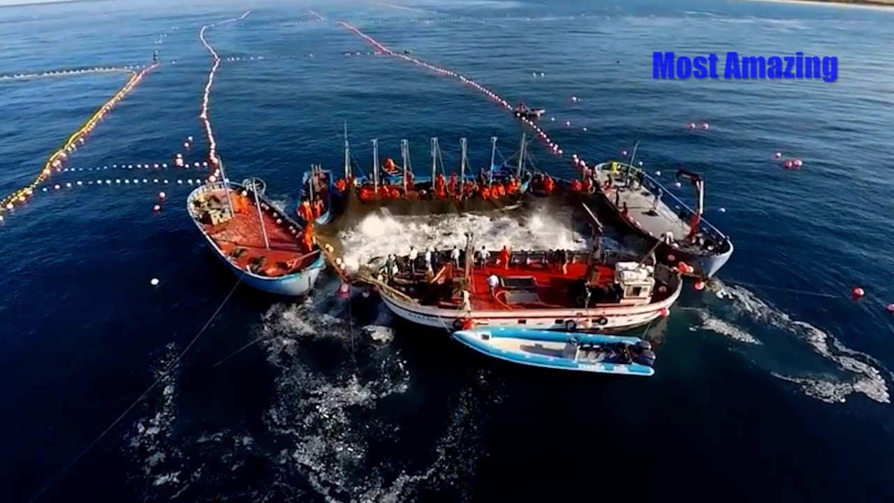 How Spanish fishermen catch tons of bluefin tuna, Fastest Tuna Fishing ...