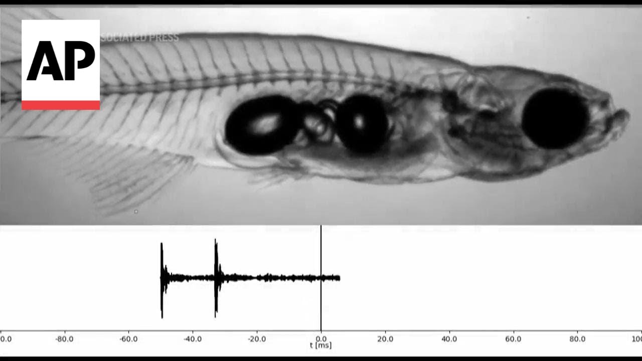 Scientists investigate how tiny fish make loud sounds - YouTube