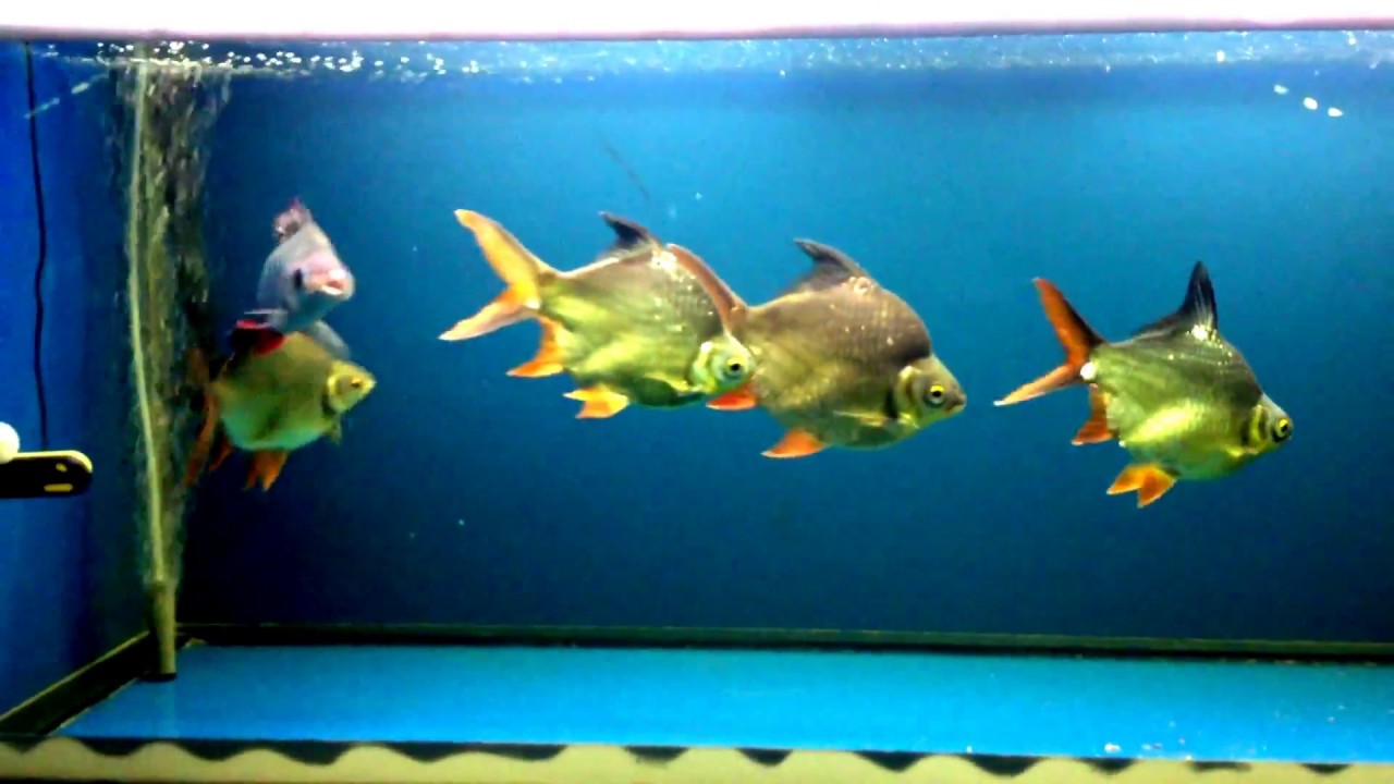 Super red Aro&Super short body tank mate.;D.J.KaChen. - YouTube