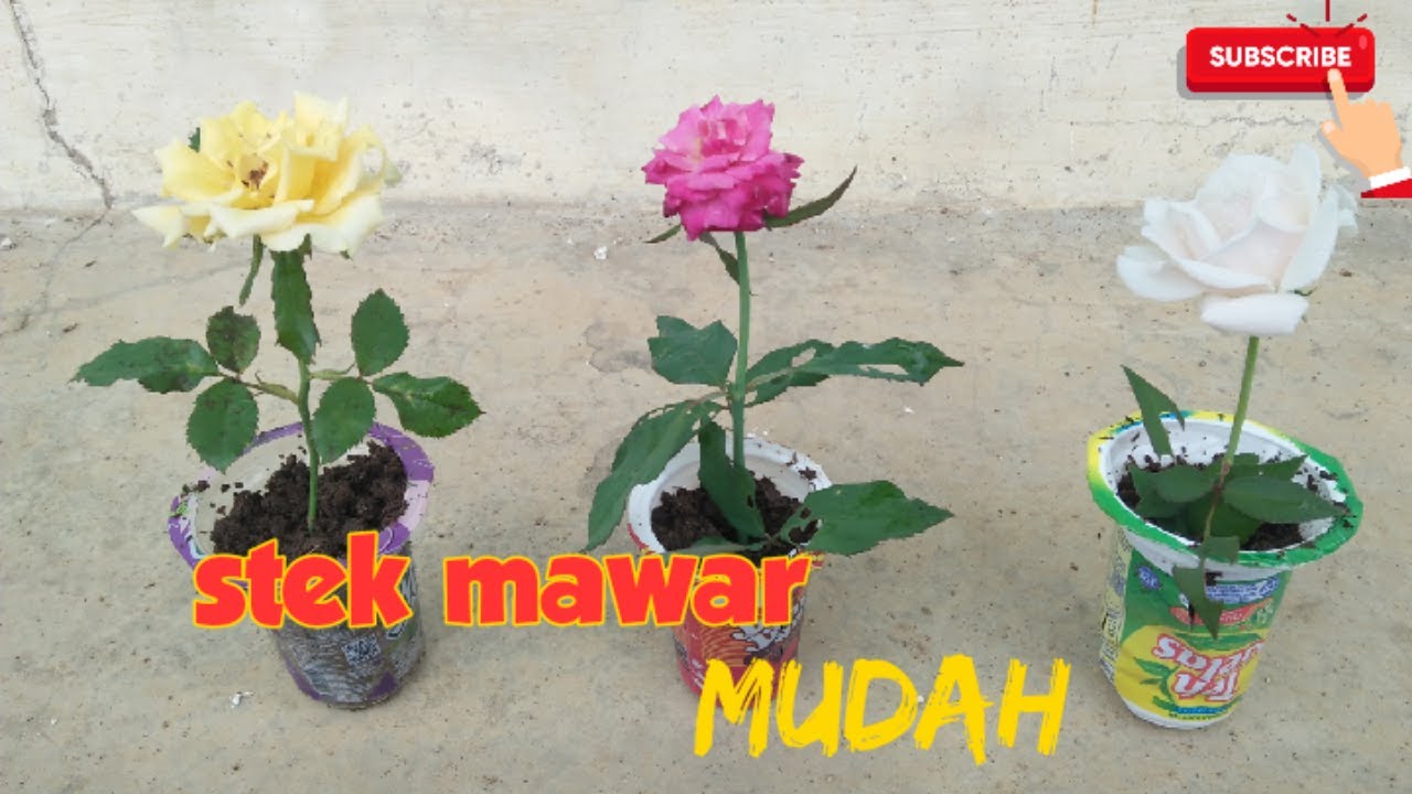 CARA MUDAH STEK BUNGA MAWAR - YouTube