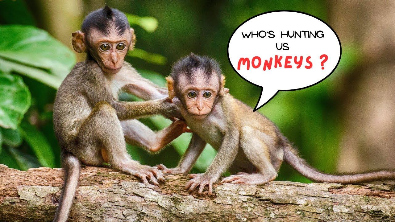 Who's Hunting Us Monkeys - YouTube
