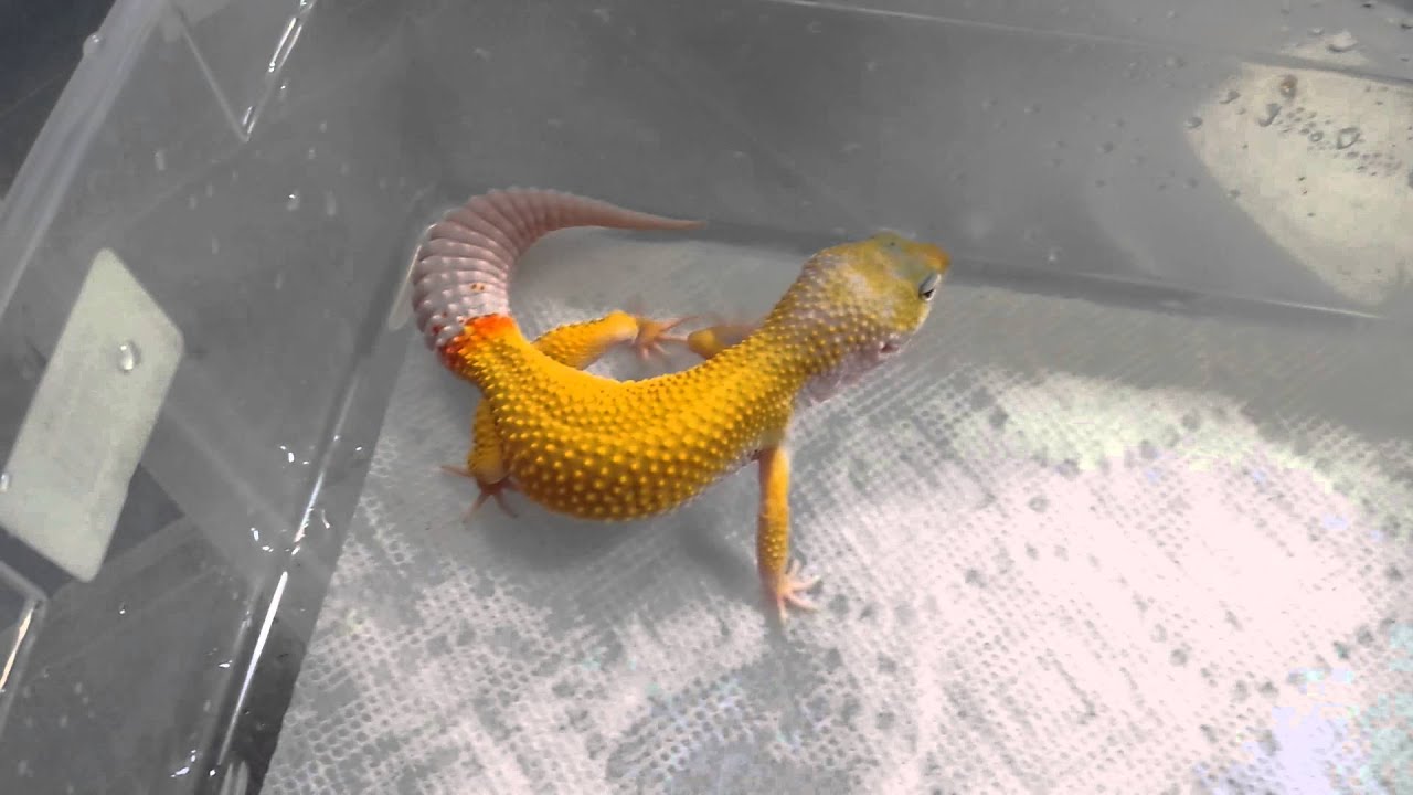 Sunset/Sunrise Leopard Gecko Genetics - YouTube