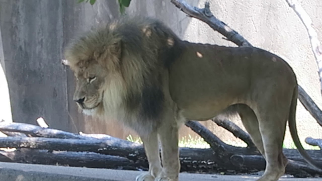 Louisville Zoo Lion ROOOARRR - YouTube