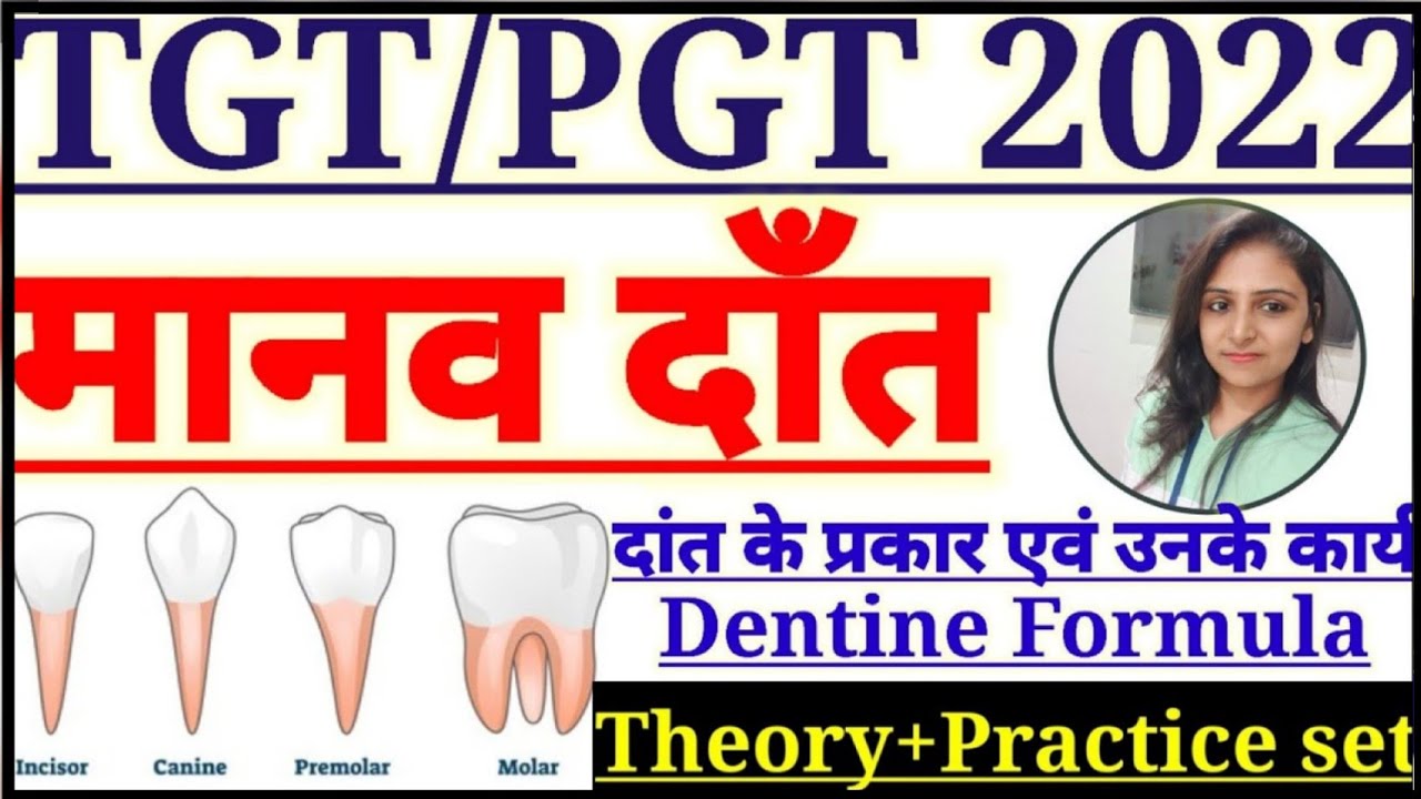 मानव दाँत || What are Diphyodont/Monophyodont/Hetrodont/Thecodont ...