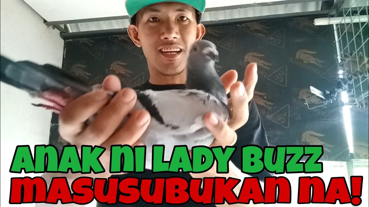 NAWALAN PA NG YOUNG BIRD | ANAK NI LADY BUZZ MASUSUBUKAN NA SA KARERA ...