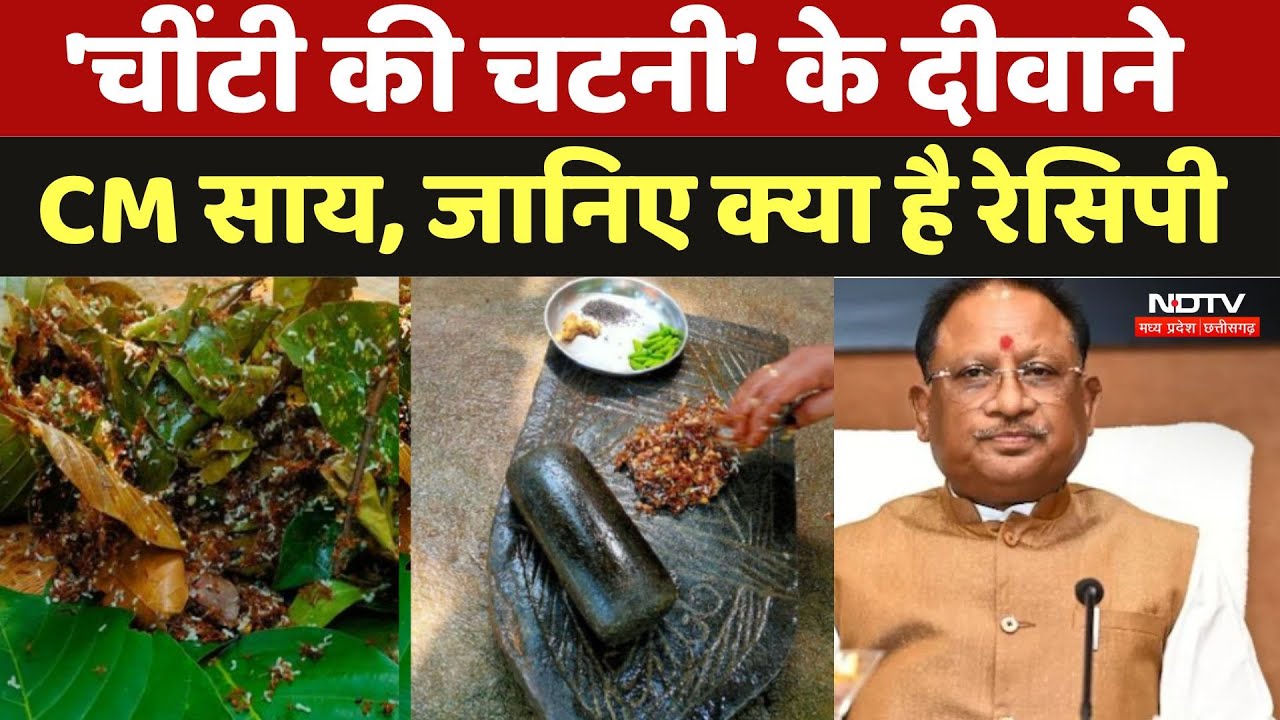 Red Ant Chutney: 'चींटी की चटनी' के दीवाने CM साय, जानिए क्या है Recipe ...