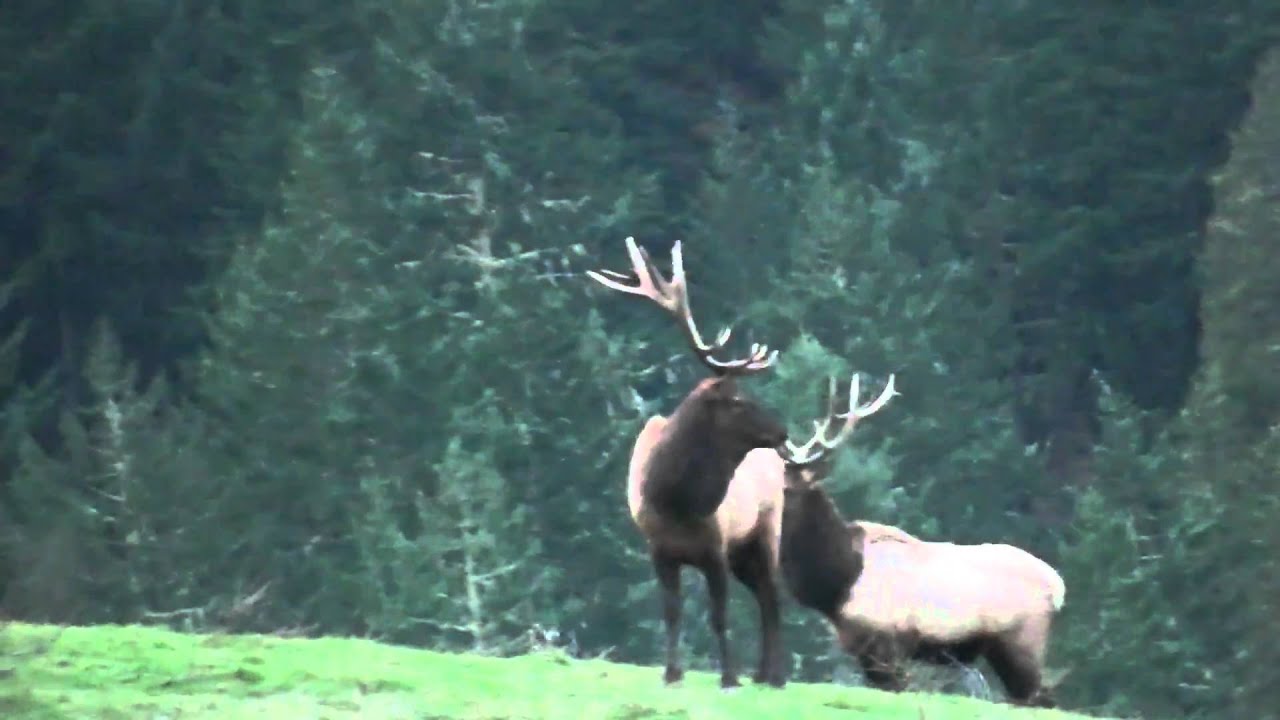 10 Roosevelt Bulls from Oregon - YouTube