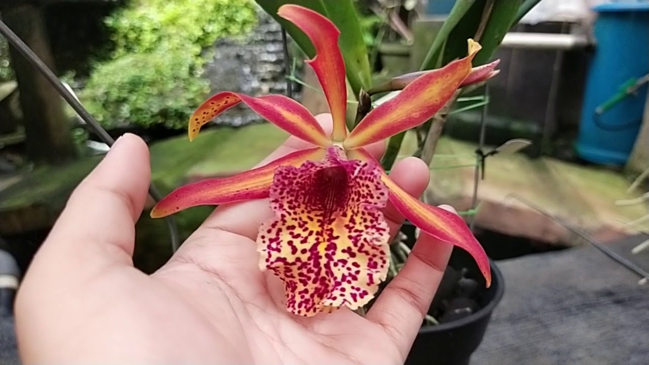 Cattleya Keowee 'Wings Of Fire' vs Frances Fox - YouTube