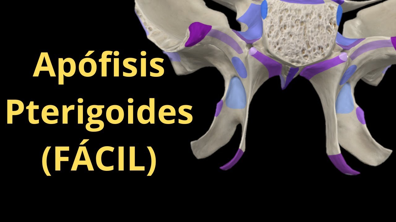 Apófisis Pterigoides - Fácil 3D - YouTube