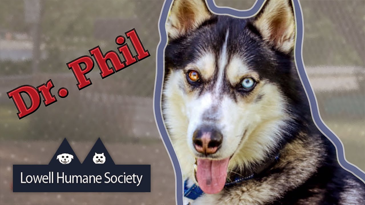 Adoptable Pet of the Week - Dr. Phil - YouTube