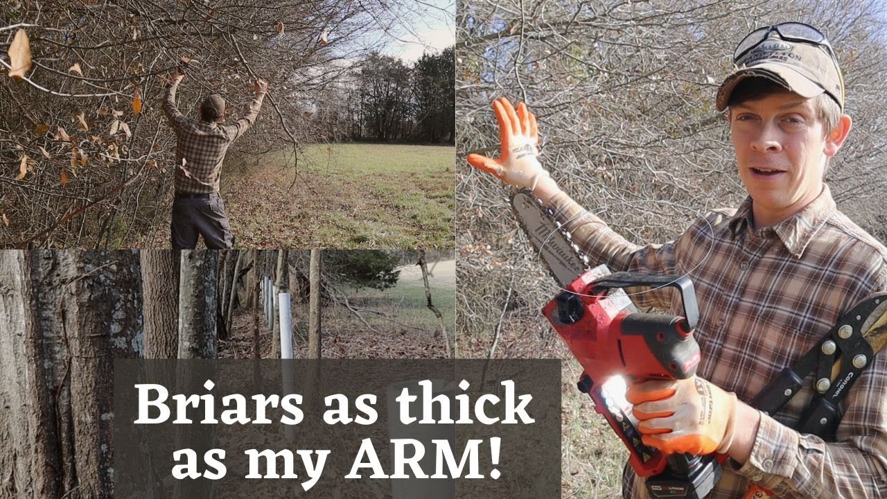 Clearing the OVERGROWN fence line - YouTube