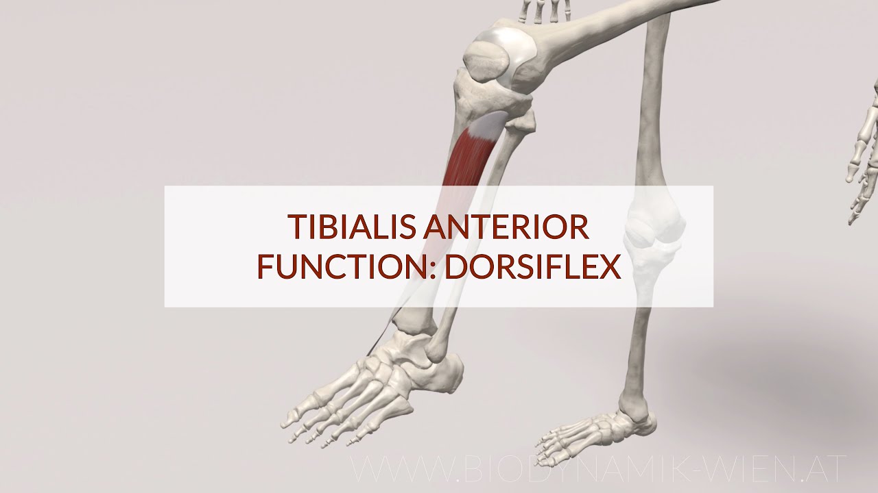 Tibialis Anterior Function: Dorsiflex (3D Animation) - YouTube