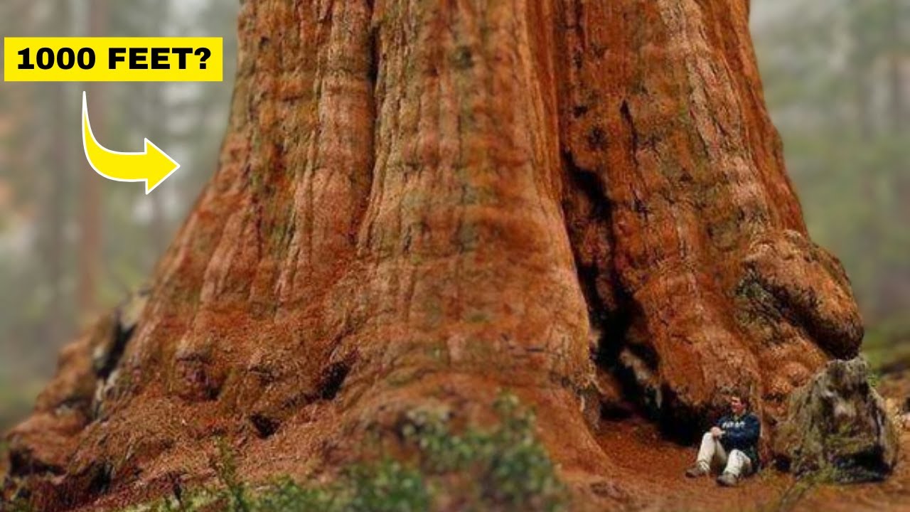 Top 10 World's BIGGEST TREE! - YouTube