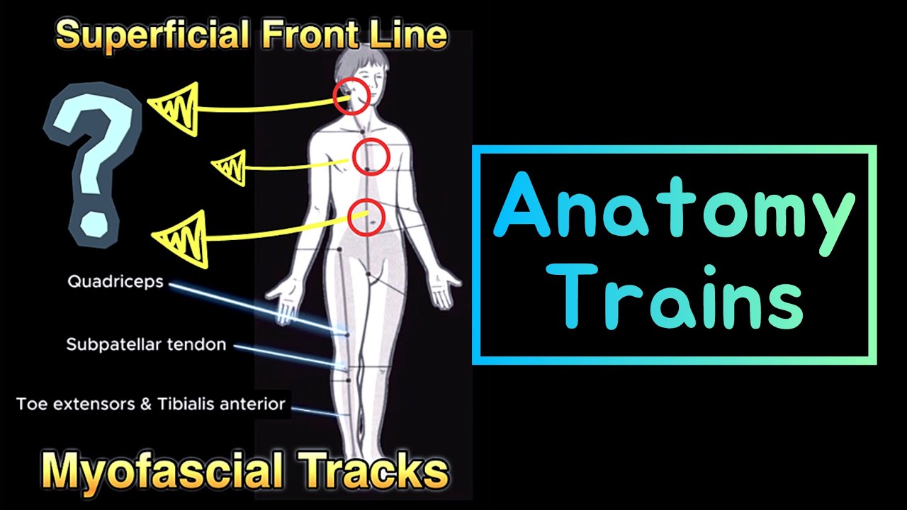 Superficial Front Line Muscles. Anatomy Trains Line. Myofascial Plane ...