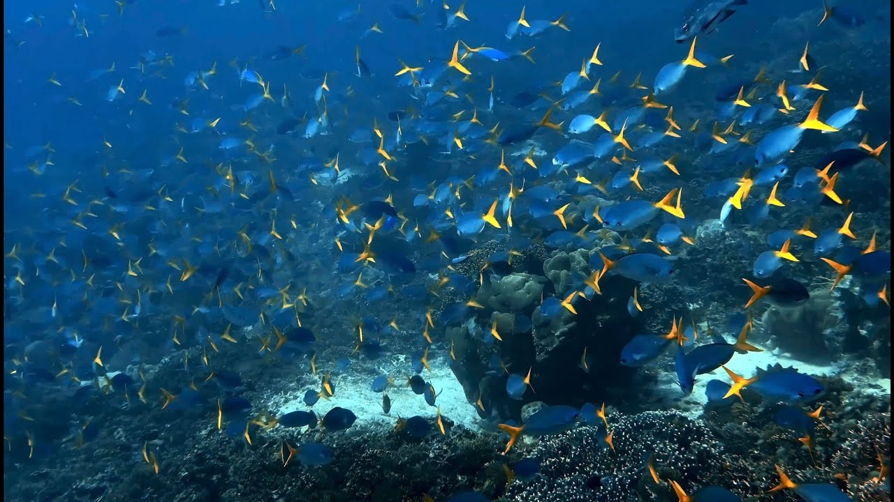 Millions of Fish in Amazing Raja Ampat #fishbait #underwater - YouTube