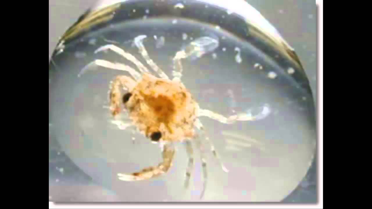 SCP-236 "Mimic "Crabs"" - YouTube