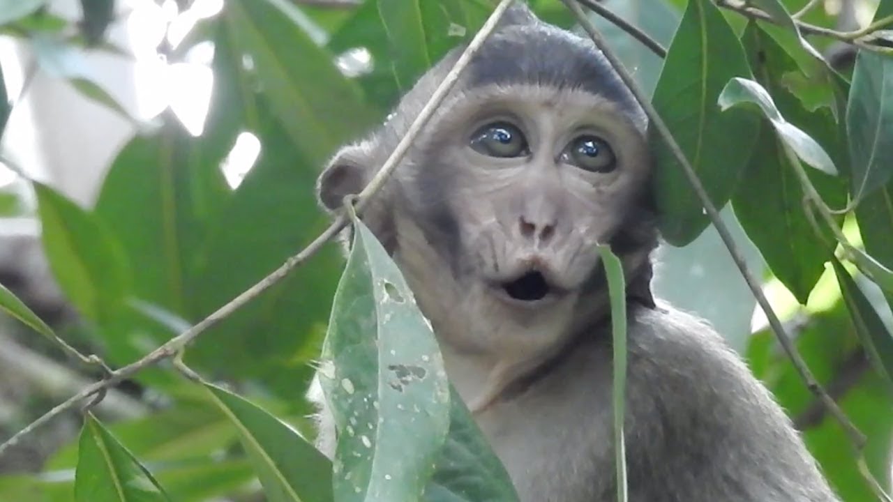 Pity Baby Monkey Cry Call Mommy Monkey - Baby Monkey Maybe Hungry - YouTube