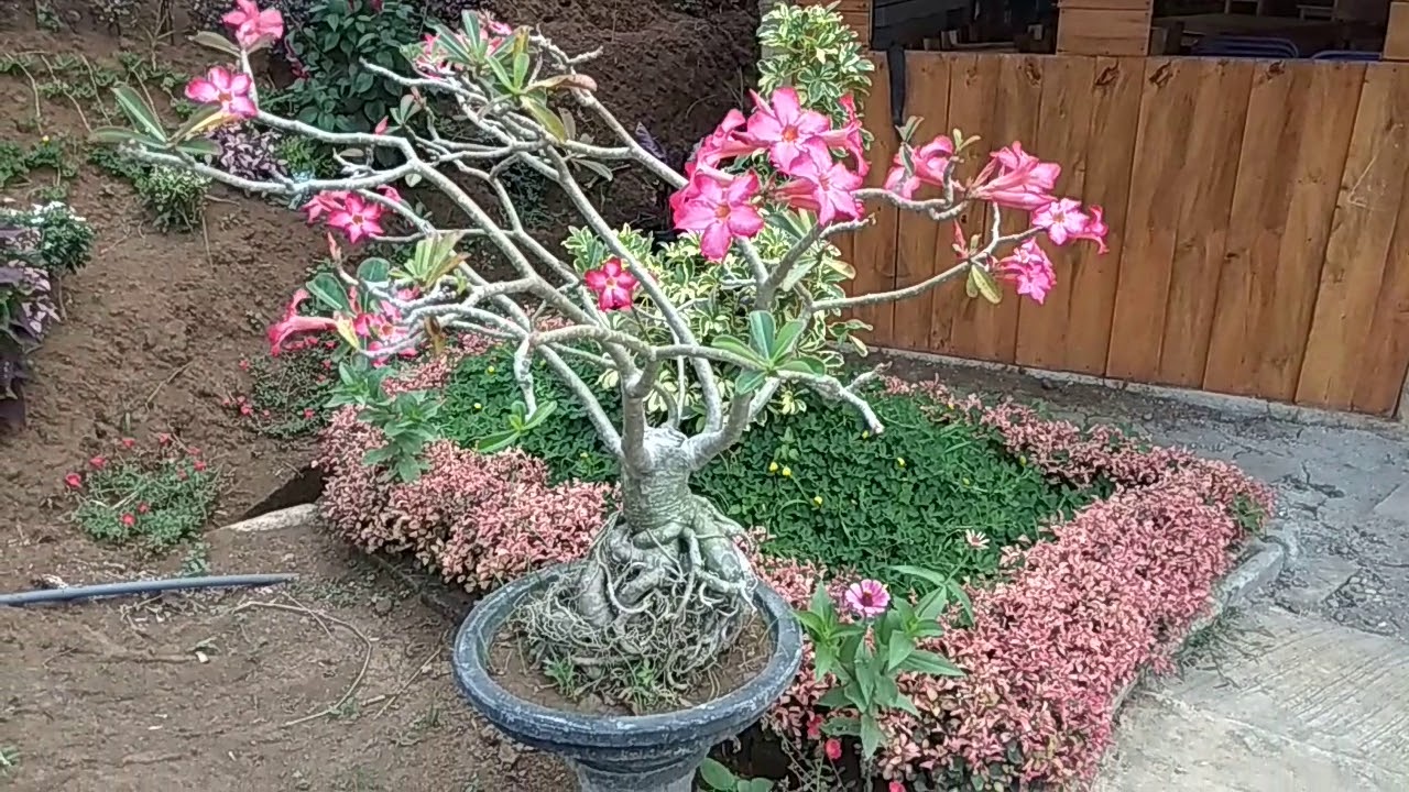 TANAMAN HIAS BUNGA KAMBOJA PINK - YouTube