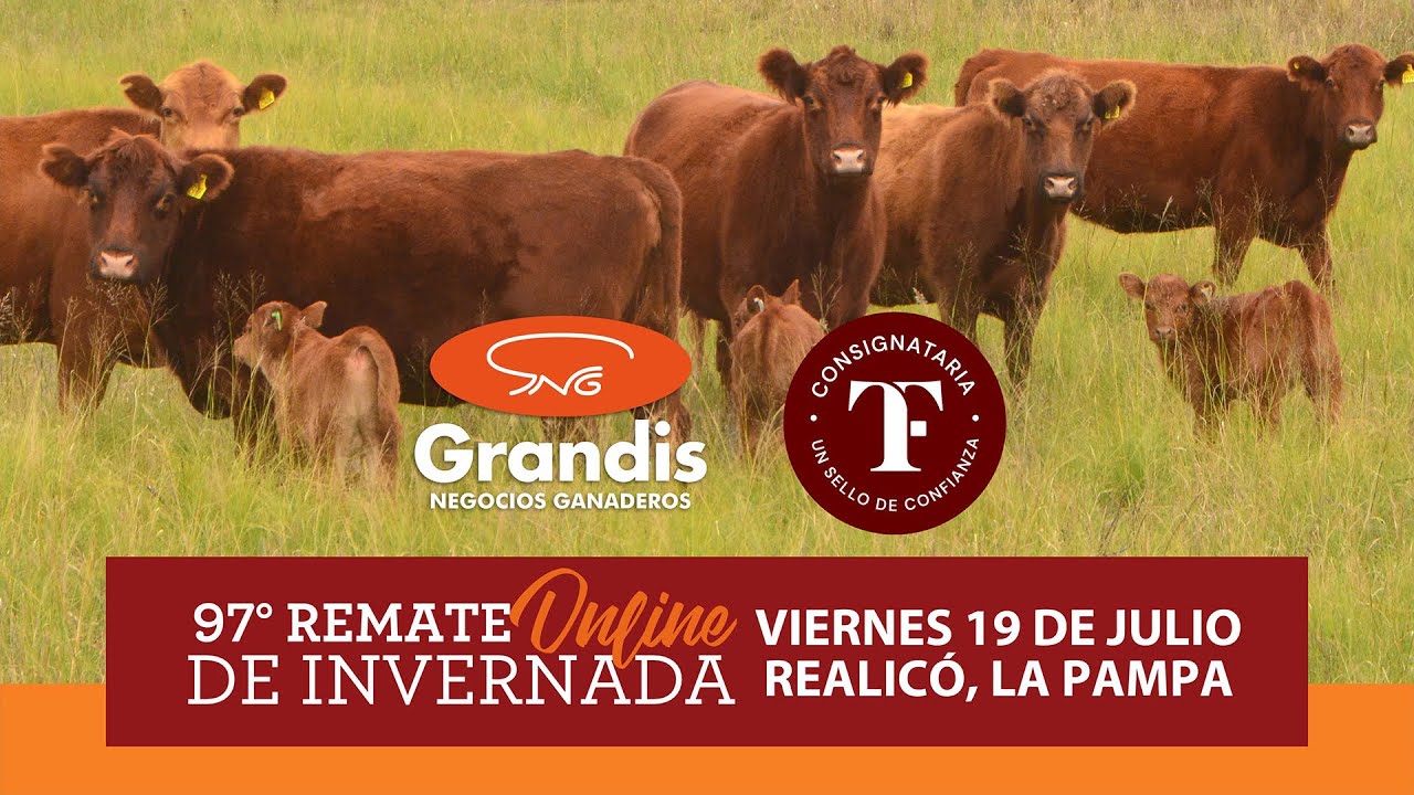 97º Remate Online de Invernada y Cria - Grandis Negocios Ganaderos en ...