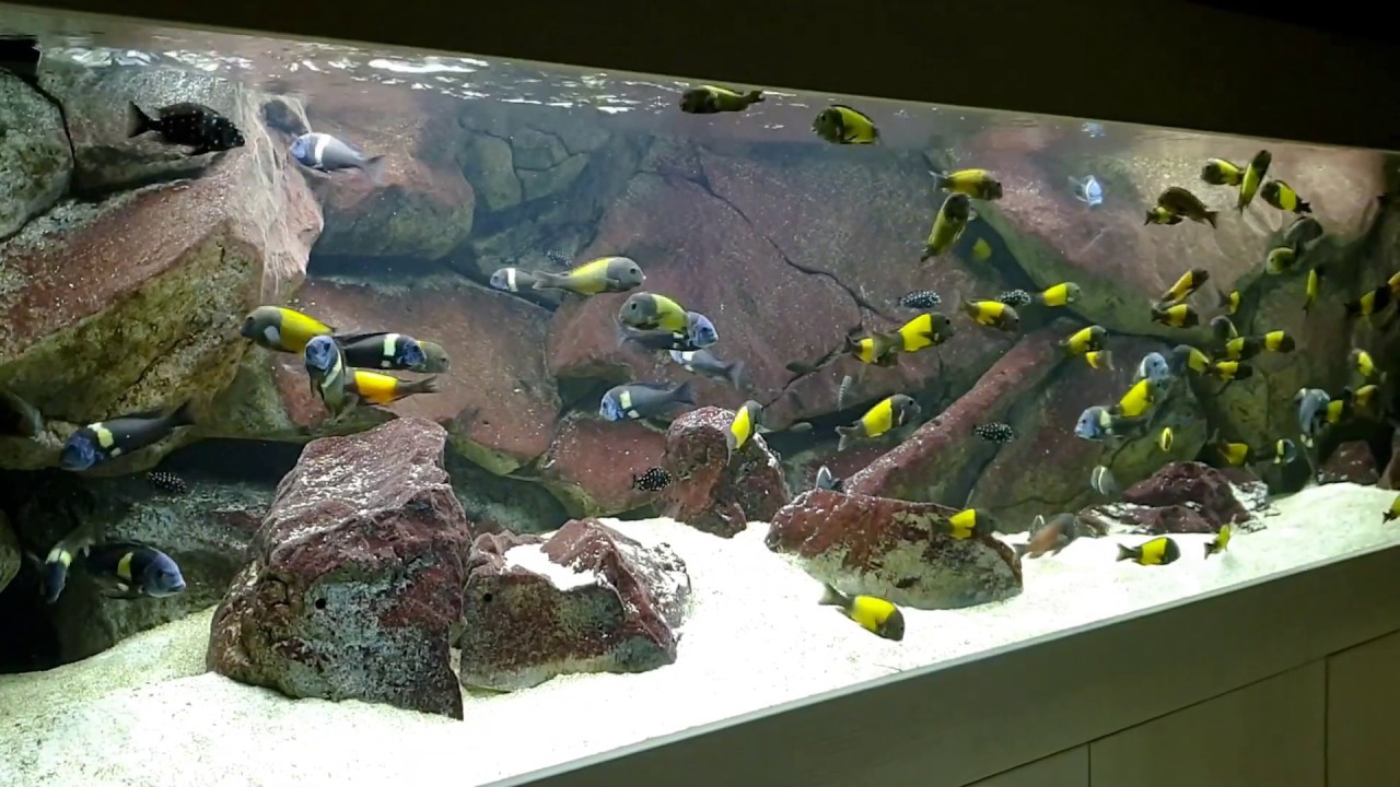 Tropheus tank - 1800 liter - YouTube