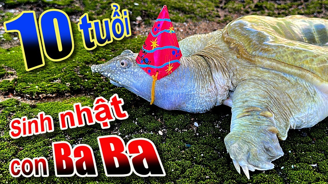 Thú cưng - Làm sinh nhật con Ba Ba tròn 10 tuổi, bạn có tin không ...
