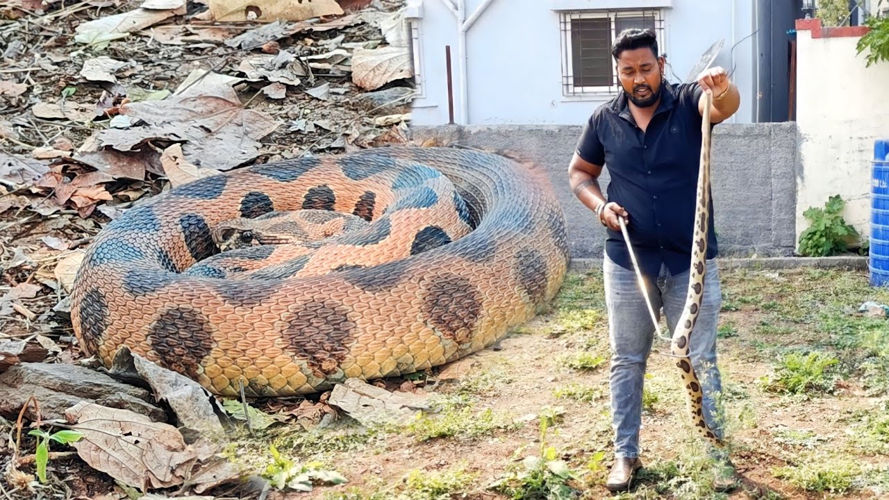 पाण्याच्या टाकी माघे लपून बसलेला घोणस | How Russell viper snake hidden ...