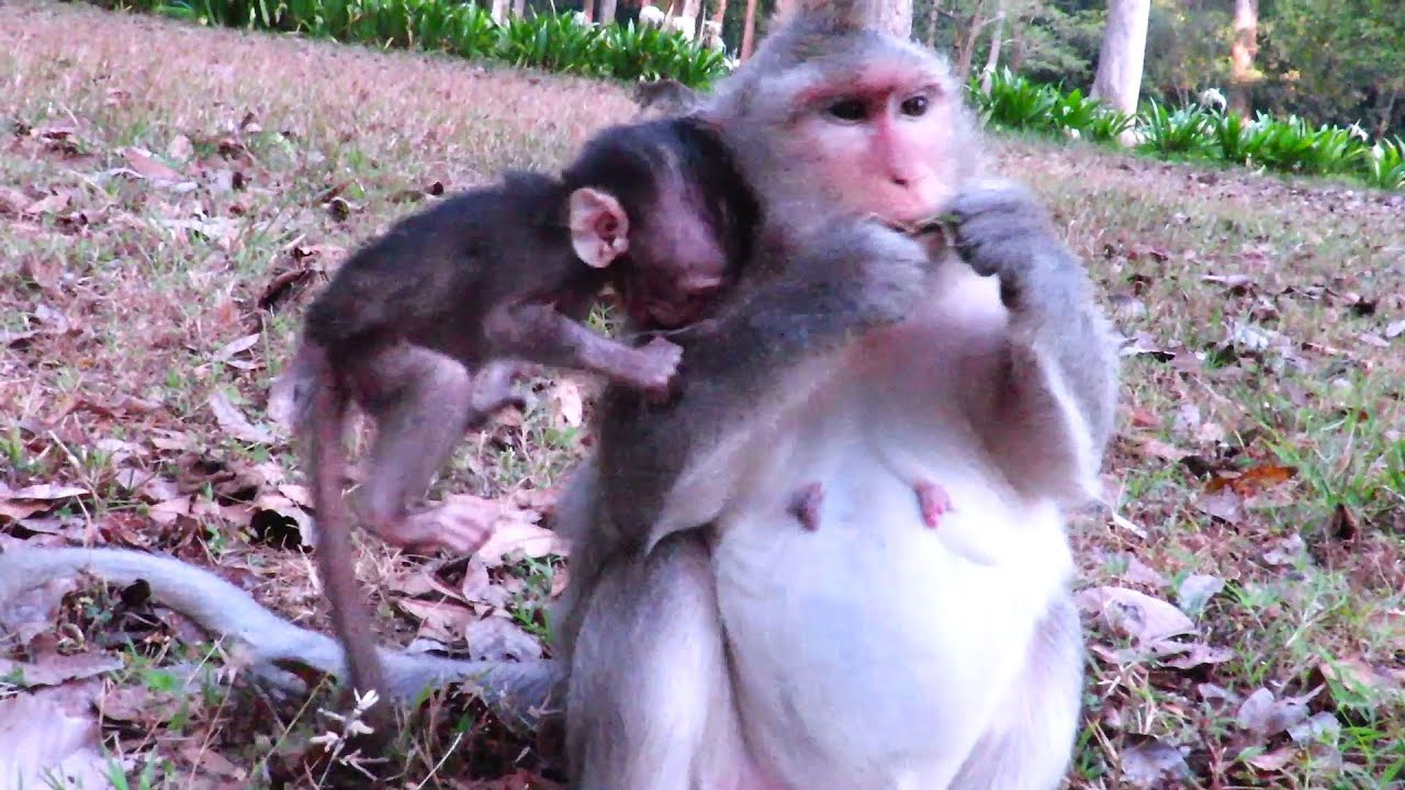 "Heartbreaking! Baby Monkey Cries Alone After Mom Rejects Her Milk 💔🥺 ...