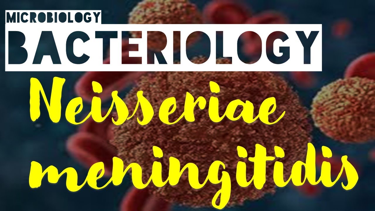 Neisseriae meningitidis/transmission/pathology/diseases/lab diagnosis ...
