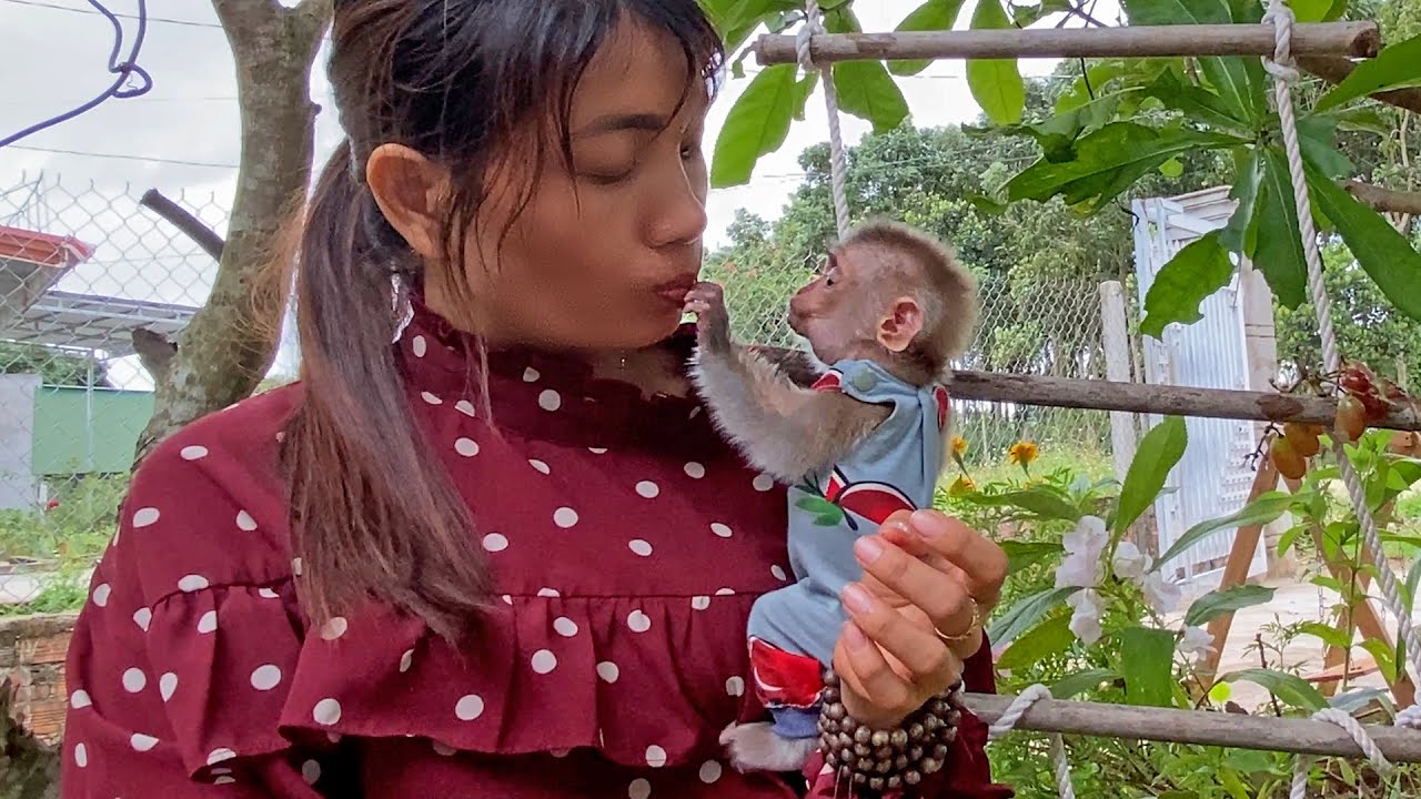 Baby monkey ZIM is curious about how mom eats fruit | Monkey Zim - YouTube