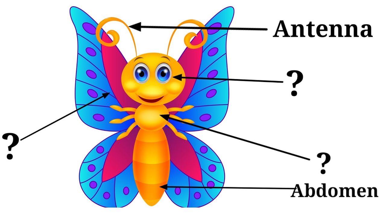 Parts Of Butterfly For Kids In English।। - YouTube