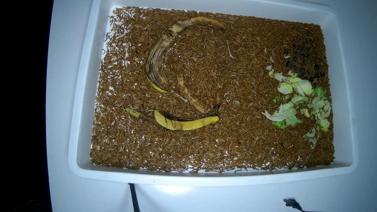 Mealworm buffet - YouTube