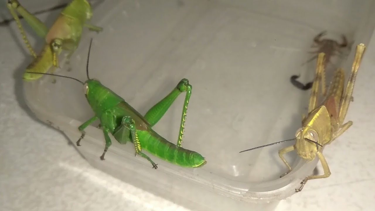 Scorpion 🦂 And Three Baby Grasshoppers Of Different Colors - YouTube