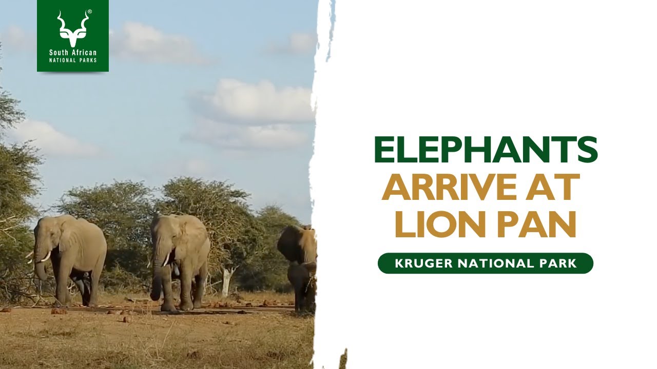 Elephants Arrive at Lion Pan: A Majestic Moment | Kruger National Park ...