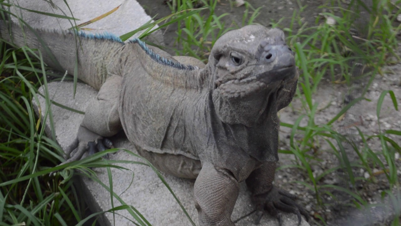 TikisGeckos visits Ty Park's Lizard Farm - YouTube