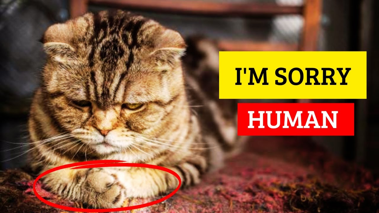 5 Secret Signs Your Cat Uses to Apologize for Their Mischief - YouTube