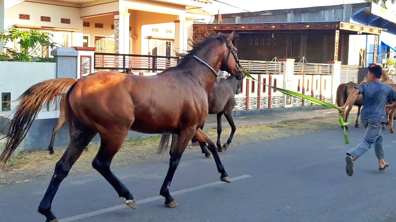 KEDATANGAN KUDA JUMBO LIAR DI PASAR KUDA TOLO | BISNIS JUAL BELI KUDA ...