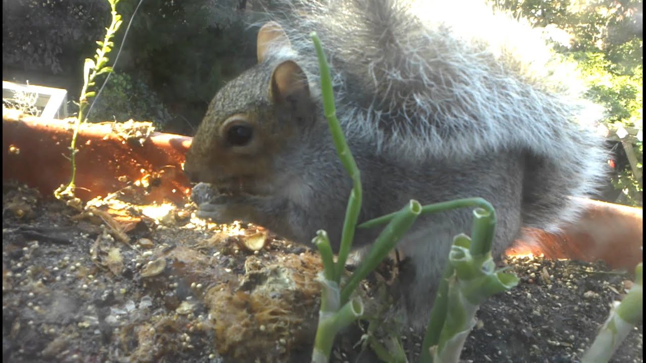 Squirrel eating mango pit - YouTube