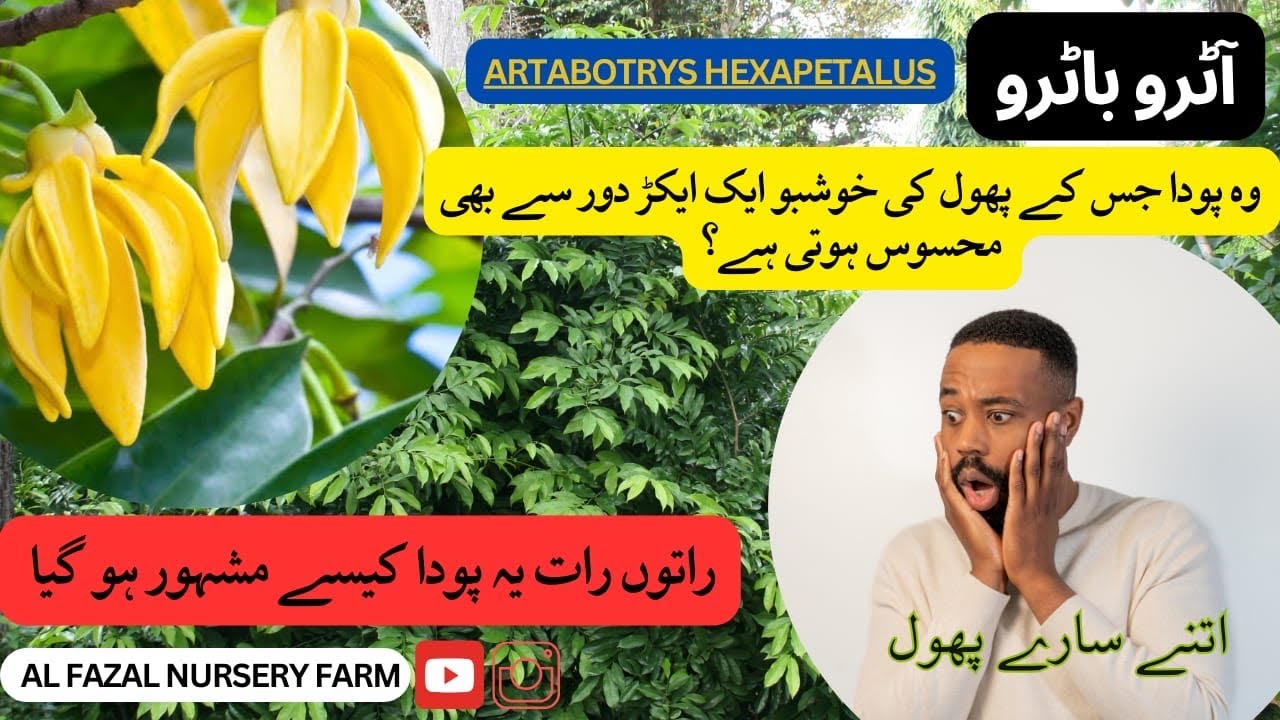 Reality about Atro Batro Plant | Artabotrys ylang ylang tree | - YouTube